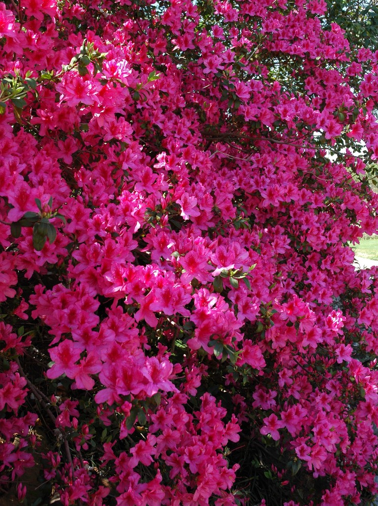Alabama in bloom at Bellingrath Gardens - Alabama News Center