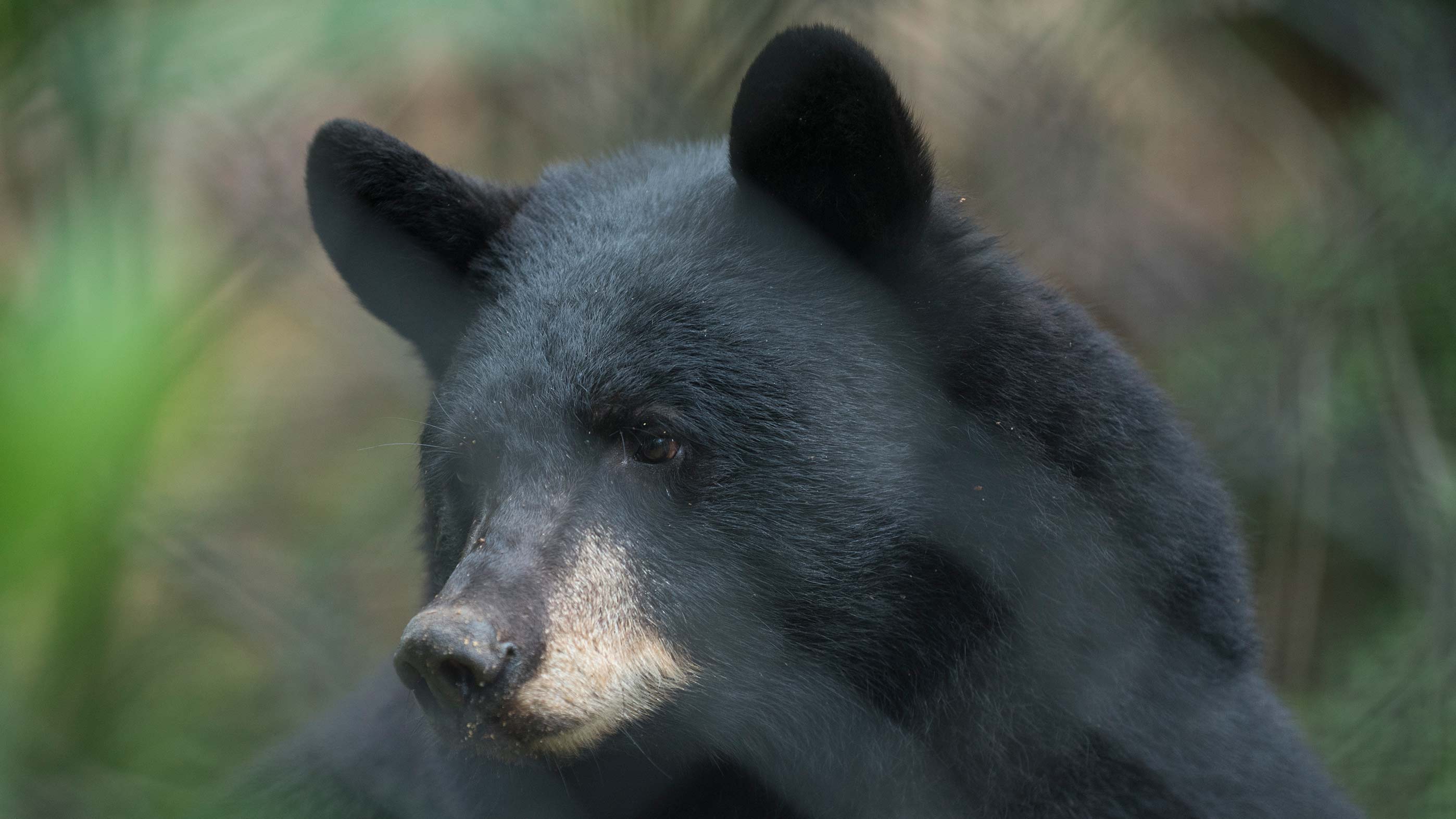 Birmingham Zoo adds new black bear exhibit - Alabama News Center