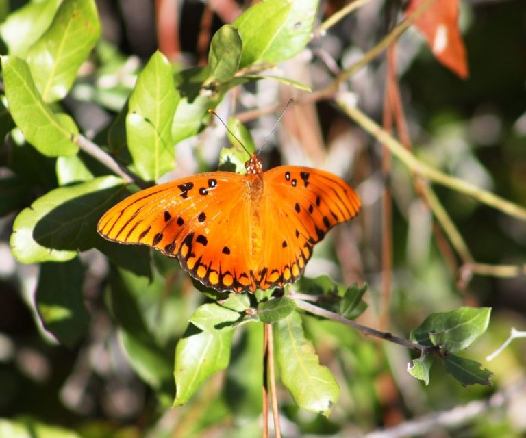 Butterflies at the beach: Alabama’s Gulf Coast in the fall is aflutter ...