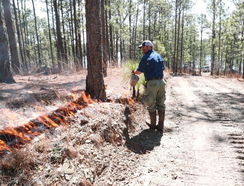Prescribed burns aid in the restoration of the longleaf pine forests ...