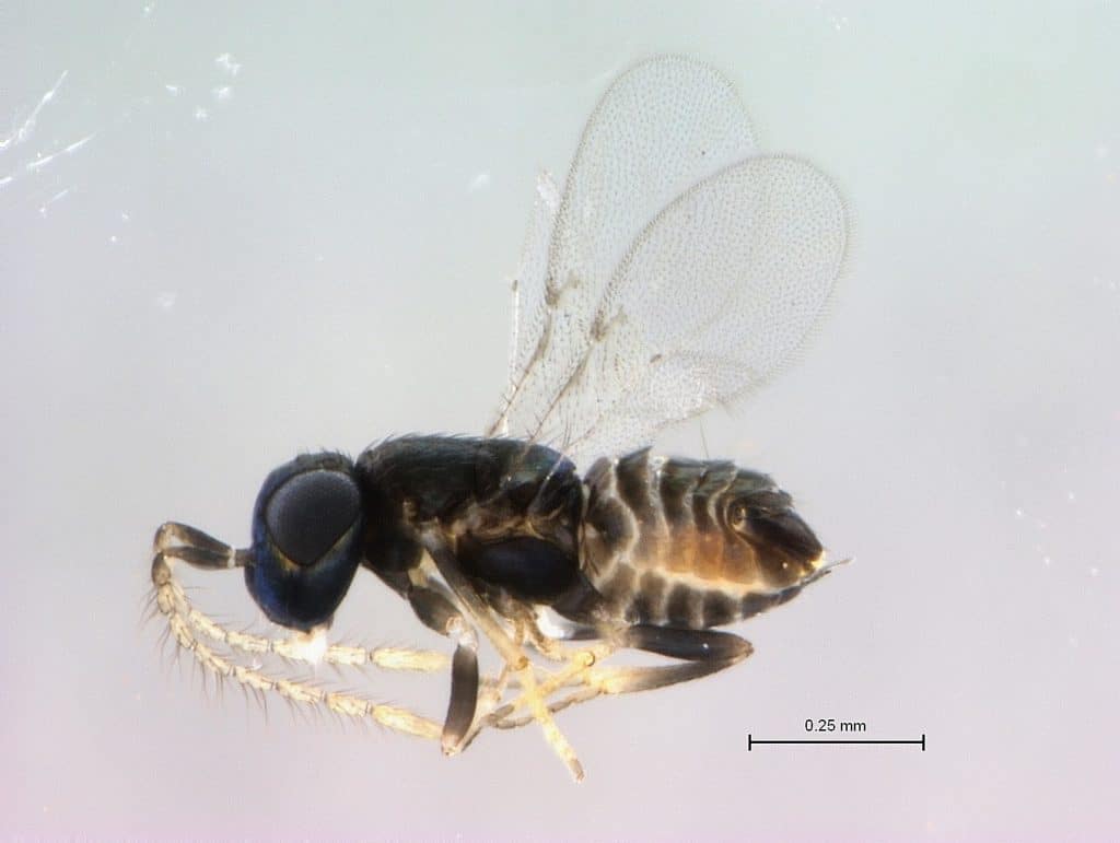 Auburn University researchers identify natural enemy of crop-killing ...