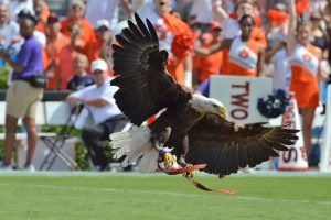 Auburn alumnus Stephen Malkoff supports Raptor Center with latest work ...