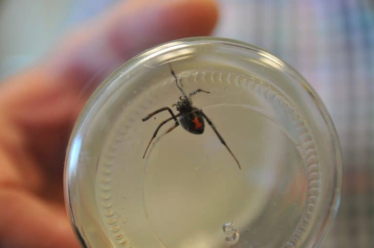 Watch out for these summer bugs, Alabama - Alabama News Center