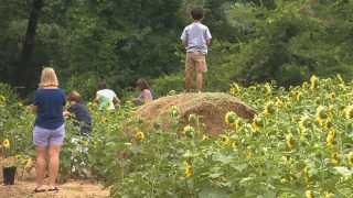 The Sunflower Field draws thousands to small Alabama town - Alabama ...