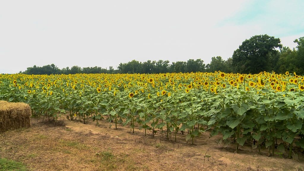 The Sunflower Field draws thousands to small Alabama town - Alabama ...