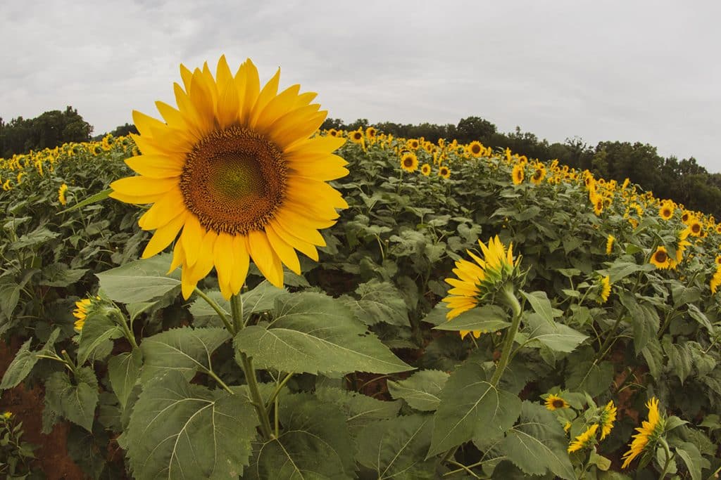 The Sunflower Field draws thousands to small Alabama town - Alabama ...