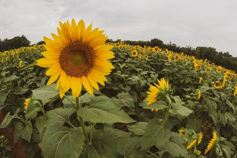 The Sunflower Field draws thousands to small Alabama town - Alabama ...