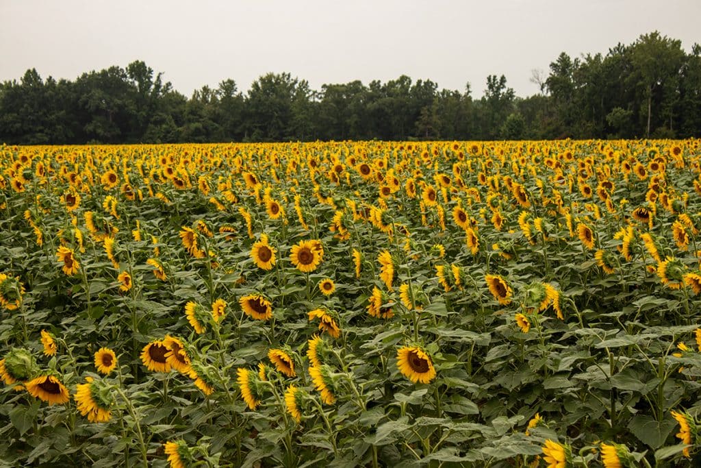 The Sunflower Field draws thousands to small Alabama town - Alabama ...