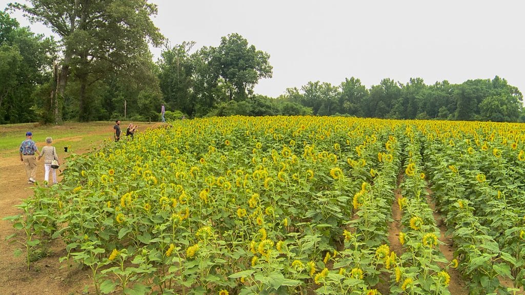 The Sunflower Field draws thousands to small Alabama town - Alabama ...