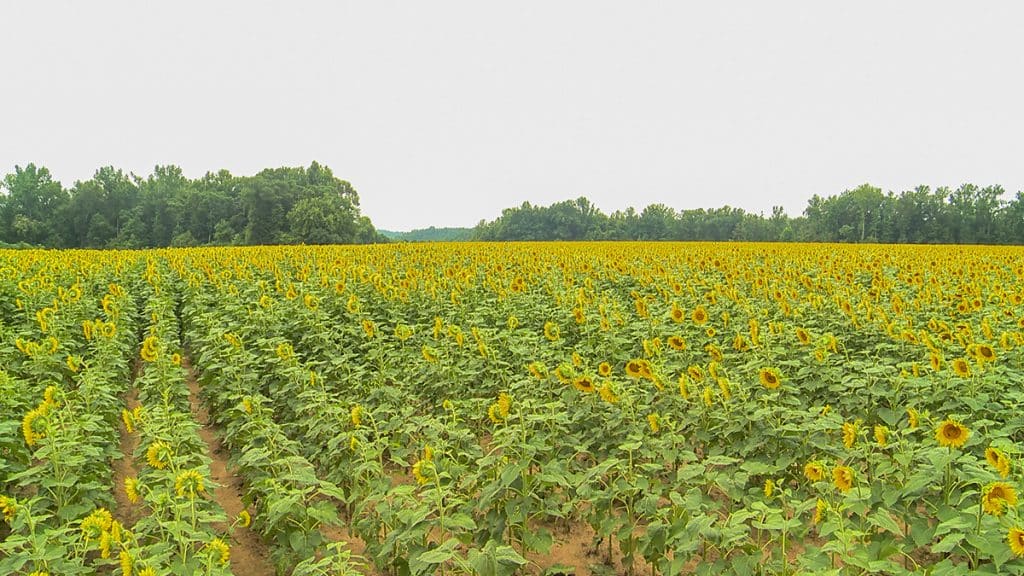 The Sunflower Field draws thousands to small Alabama town - Alabama ...