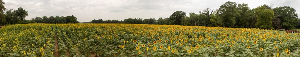 The Sunflower Field draws thousands to small Alabama town - Alabama ...
