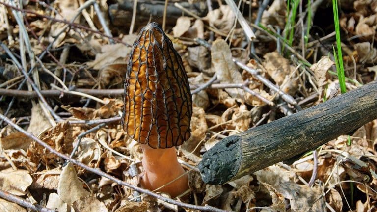 Alabama's wild eats: Foraging for your grub - Alabama News Center