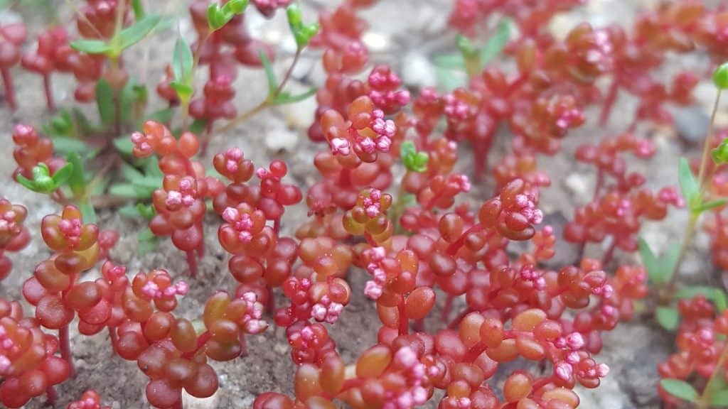 Flat Rock Park a 'natural wonder' for recreation and biological ...