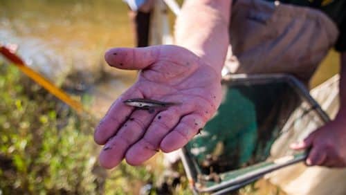 Fish, mollusk species returning to Alabama's Coosa River - Alabama News ...
