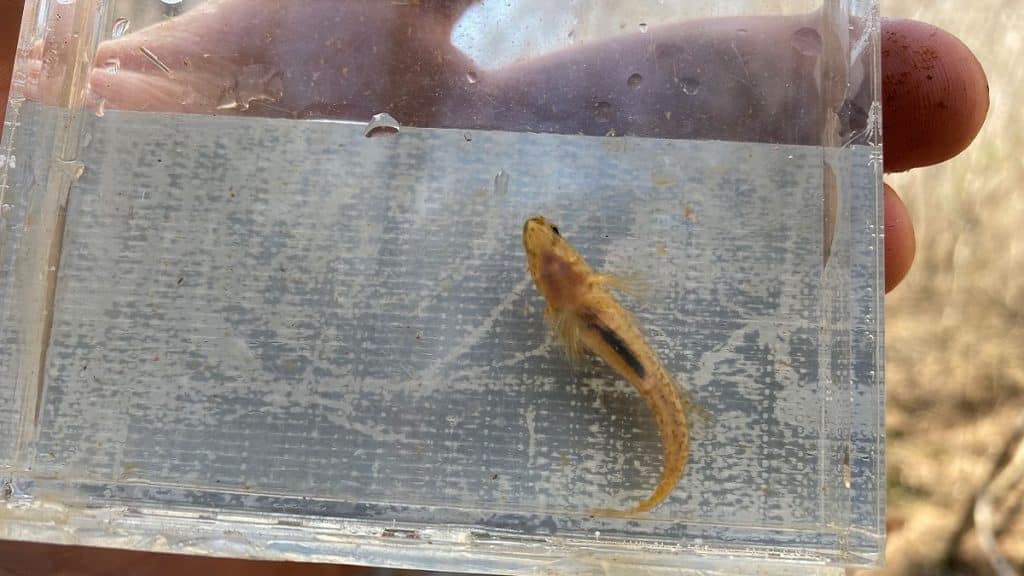 Scientists identify new home for rare, tiny rush darter - Alabama News ...