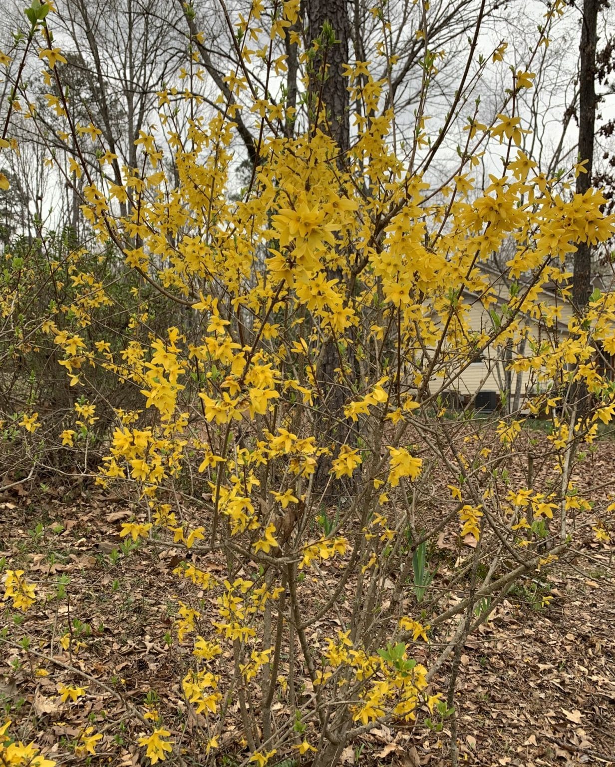 Spring photo gallery: Alabama in bloom this Easter weekend - Alabama ...