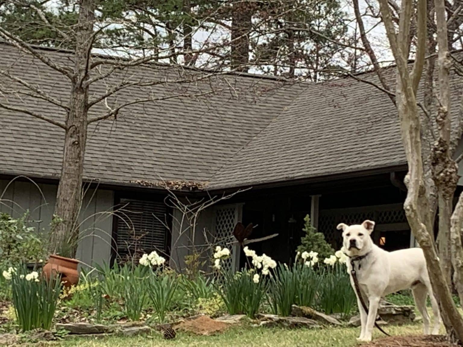 Spring photo gallery: Alabama in bloom this Easter weekend - Alabama ...