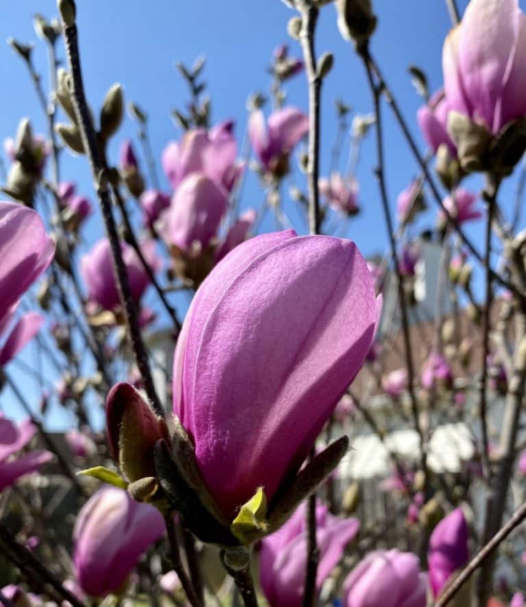 Spring photo gallery: Alabama in bloom this Easter weekend - Alabama ...