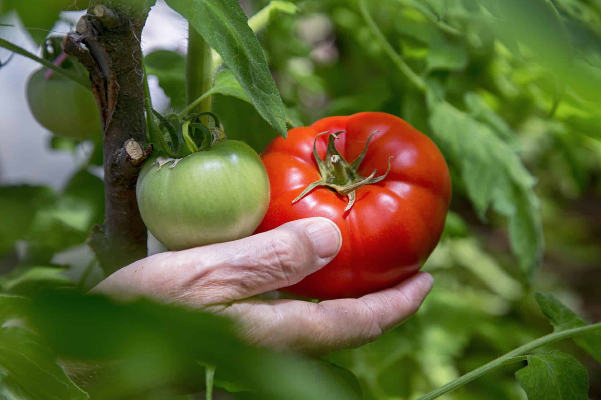Alabama Extension experts offer tips for choosing and planting tomatoes ...