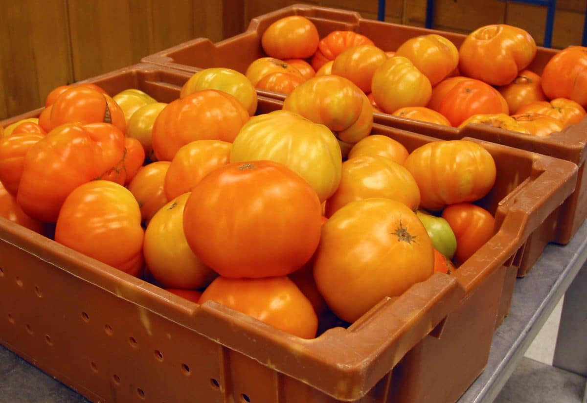 Alabama Extension experts offer tips for choosing and planting tomatoes ...