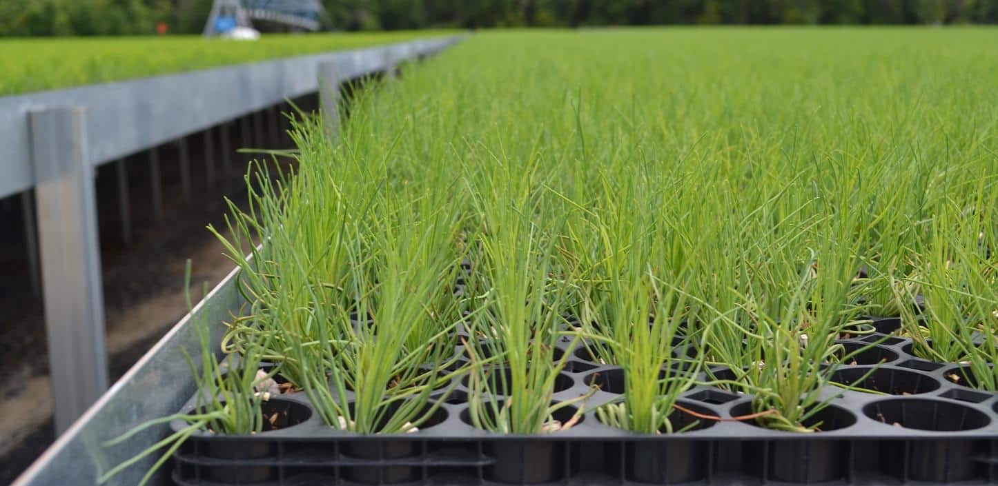 New grants will help restore, expand Alabama’s native longleaf pine ...
