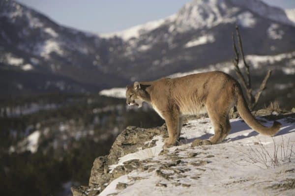 Mountain lions: Alabama’s big cat mystery - Alabama News Center