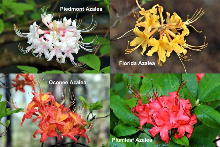 For azalea-loving Alabamians, here’s your spring planting guide ...