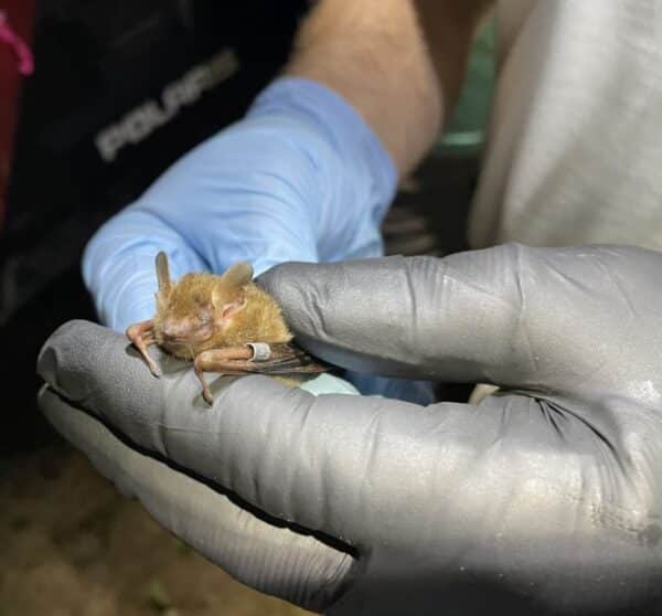 Alabama ‘Bat Blitz’ sheds light on bats and deadly virus destroying ...