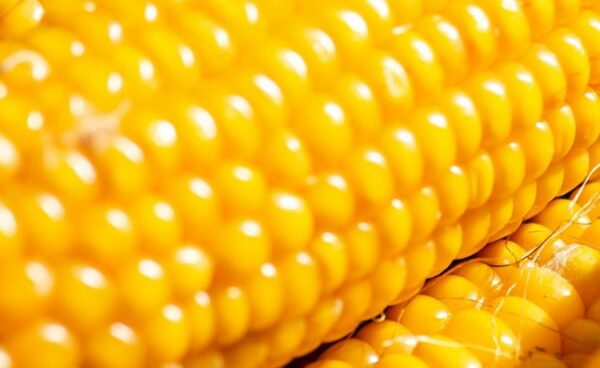 Dr. Ann says these are the 4 pillars of healthy grocery shopping ...