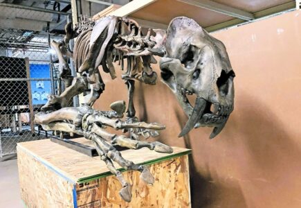 4 places to go in Alabama if you love dinosaurs - Alabama News Center
