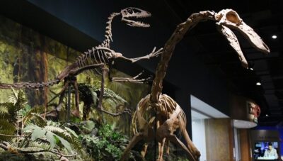 4 places to go in Alabama if you love dinosaurs - Alabama News Center