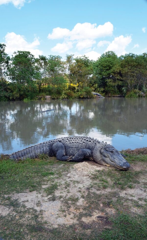 Later, gator! Take a stroll through Summerdale, Alabama's Alligator ...