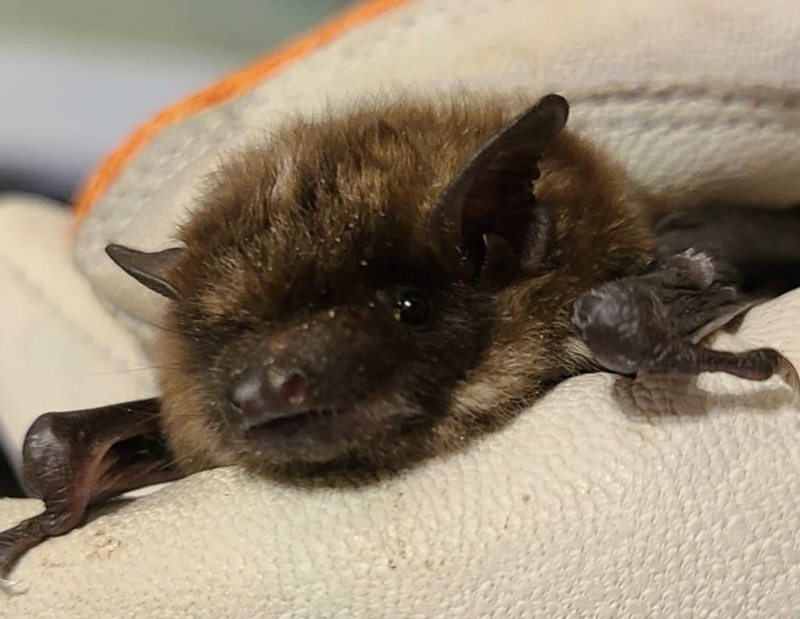 From creepy to cute: How Alabama’s ‘Bat Lady’ is transforming ...
