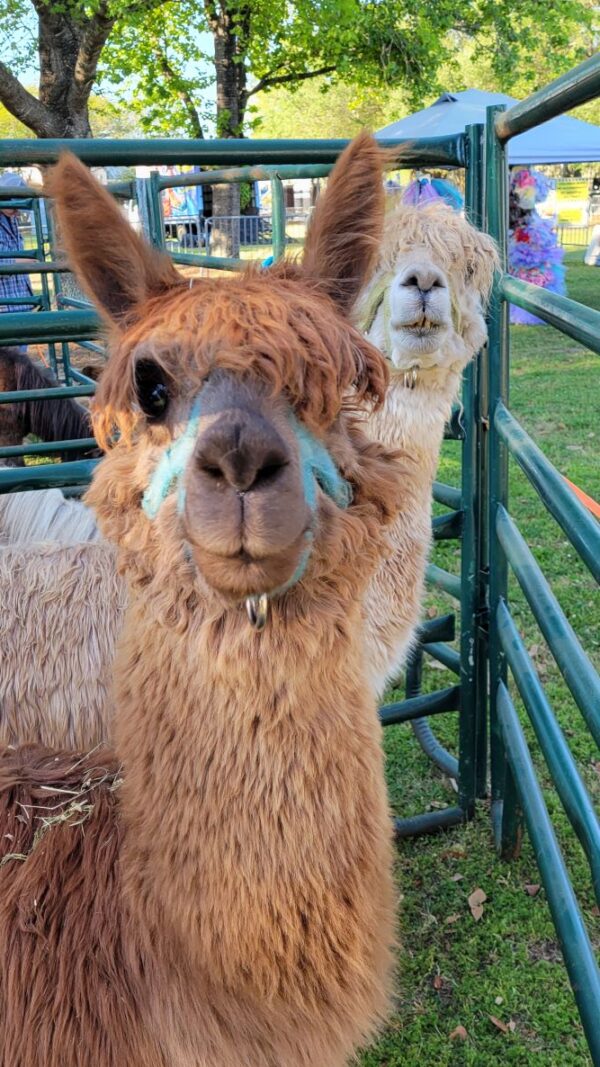 Can’t Miss Alabama: Gumbo & Alabama Slammer Festival returns to Foley’s ...