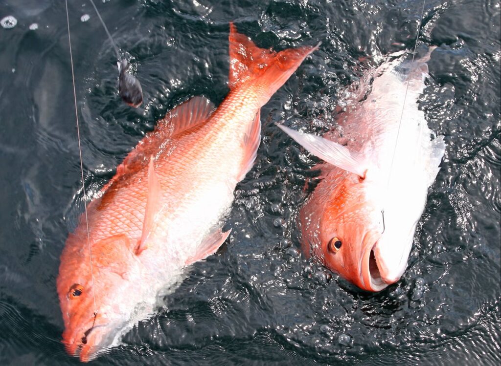 Conservation Advisory Board expands Alabama’s red snapper season to ...