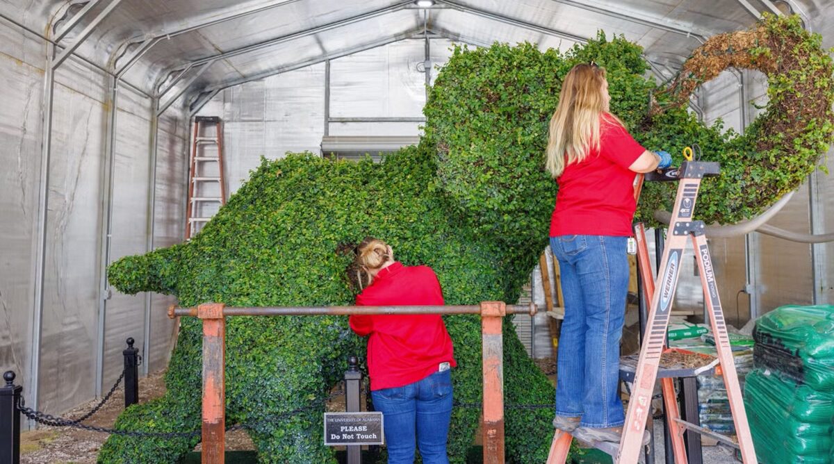What it takes to keep the University of Alabama's topiary elephant a ...