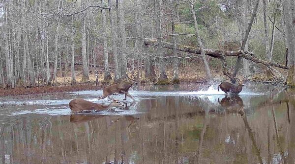 Live auction set for Alabama State Lands hunting leases on May 31 ...