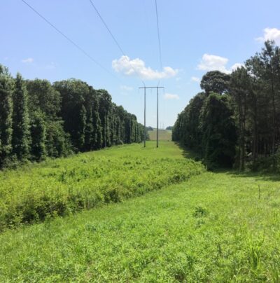 Between the Lines: Alabama Power’s vegetation management team protects ...