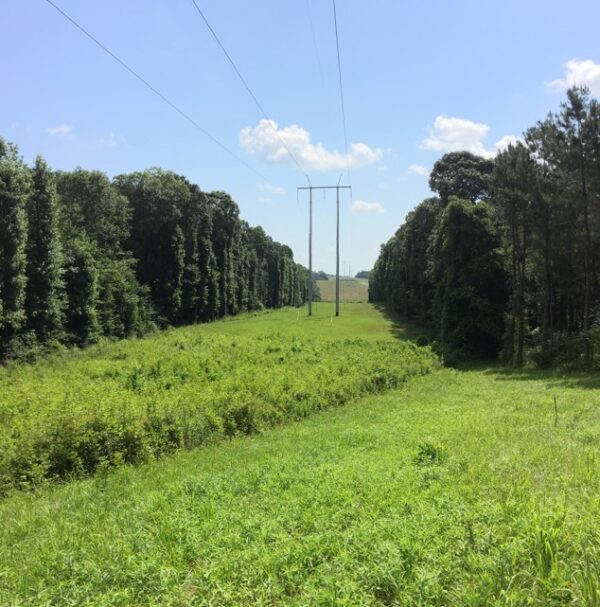 Between the Lines: Alabama Power’s vegetation management team protects ...