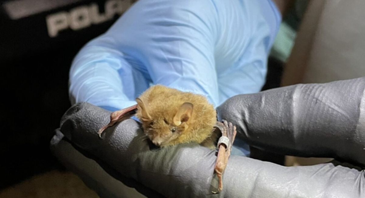‘Bat Blitz’ mission is to find, protect endangered bats in Alabama ...