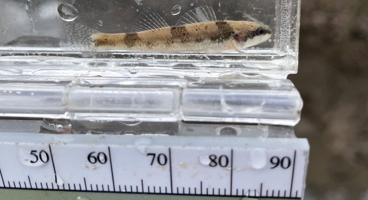 Meet Alabama’s trispot darter – the small fish that loves small streams ...