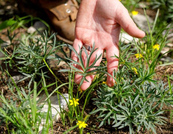 Alabama social media sensation Kyle Lybarger has a passion for native ...