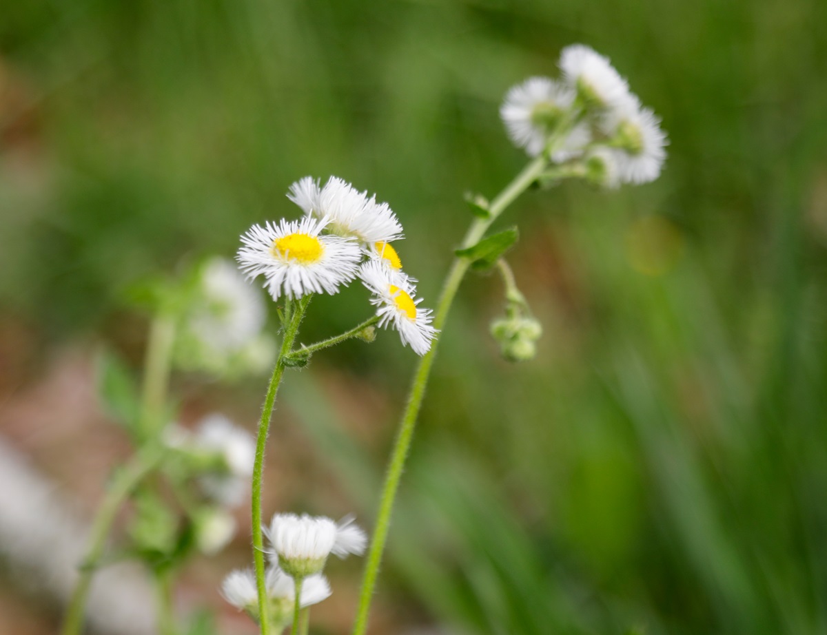 Alabama social media sensation Kyle Lybarger has a passion for native ...