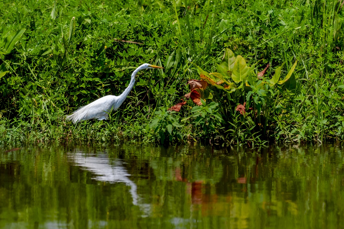 Alabama Coastal BirdFest moves forward under new leadership - Alabama ...